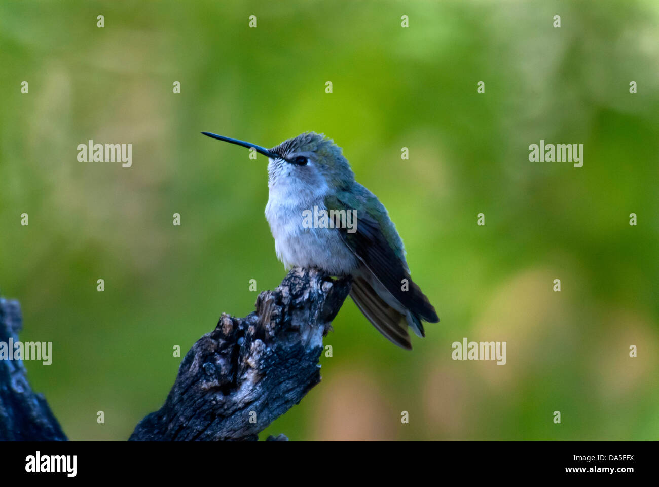 nesting Anna's hummingbird, calypte anna, Arizona, nest, USA, United ...