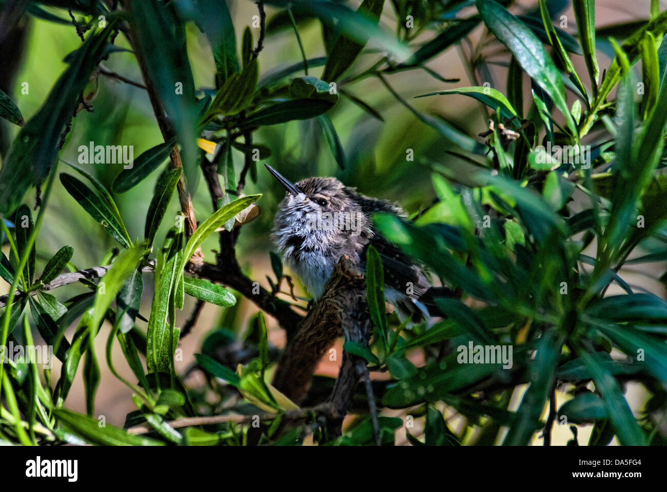 nesting Anna's hummingbird, calypte anna, Arizona, nest, USA, United ...