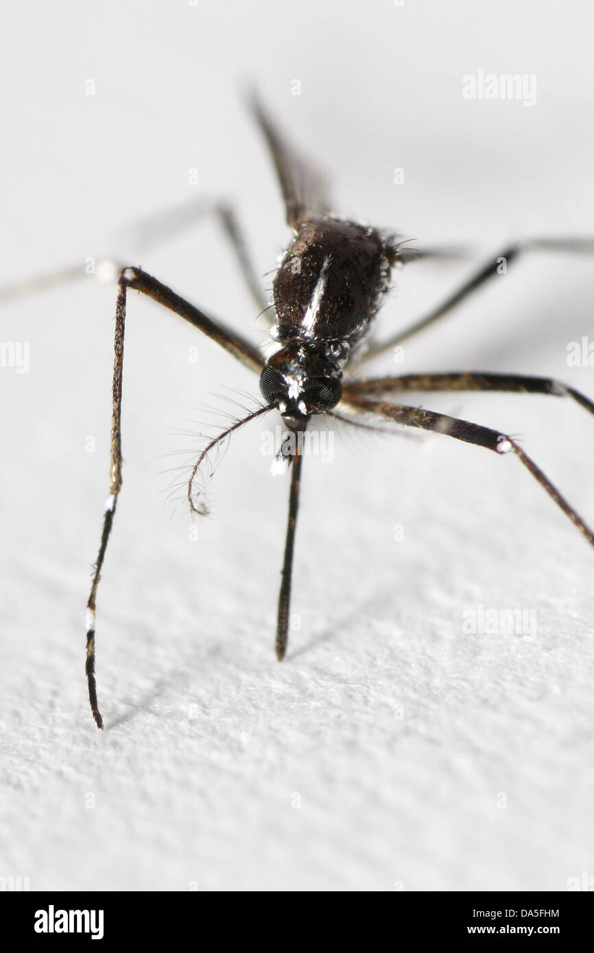 Close up mosquito hi-res stock photography and images - Alamy