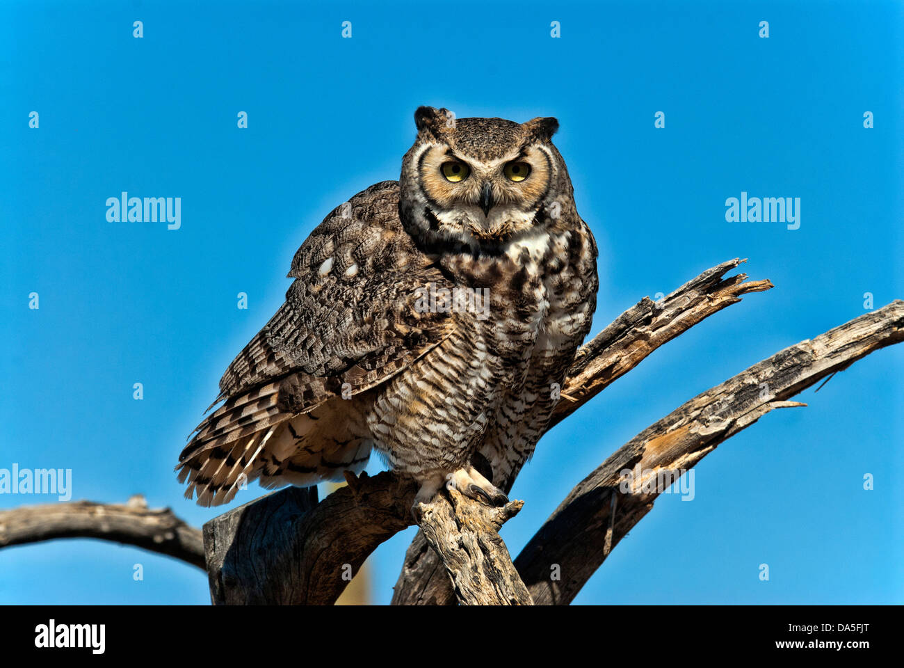 Arizona great horned owl hi-res stock photography and images - Alamy