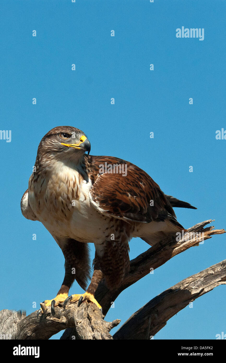 ferruginous hawk, buteo regalis, Arizona, USA, United States, America ...