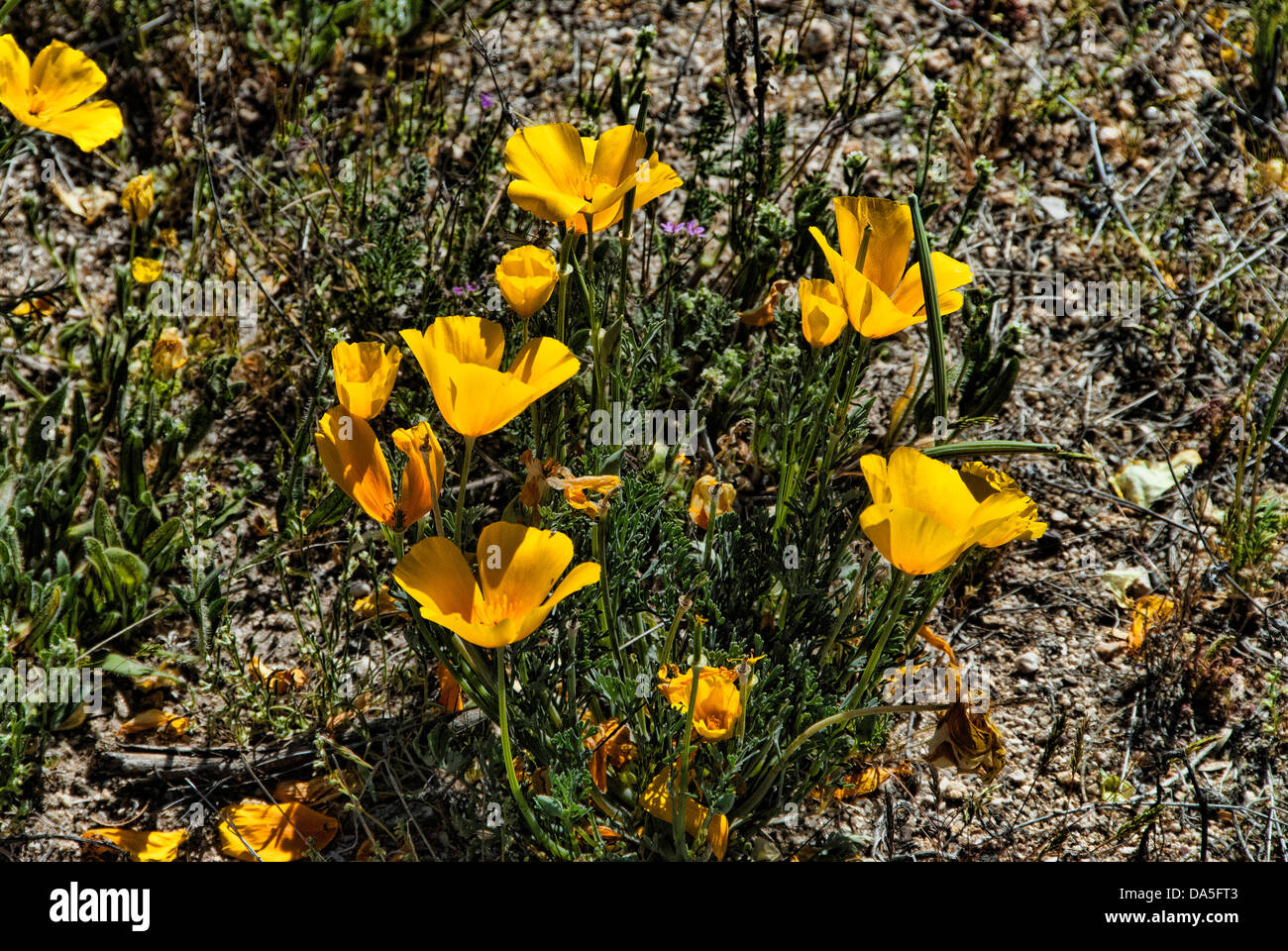 Mexican gold poppy, eschscholzia californica, Sonora, desert, Arizona ...