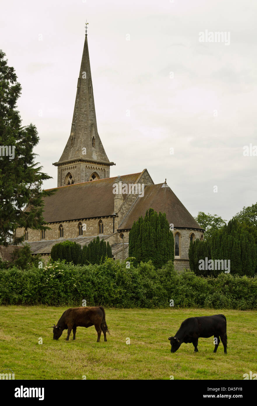 Church and cattle eating in a field Stock Photo - Alamy