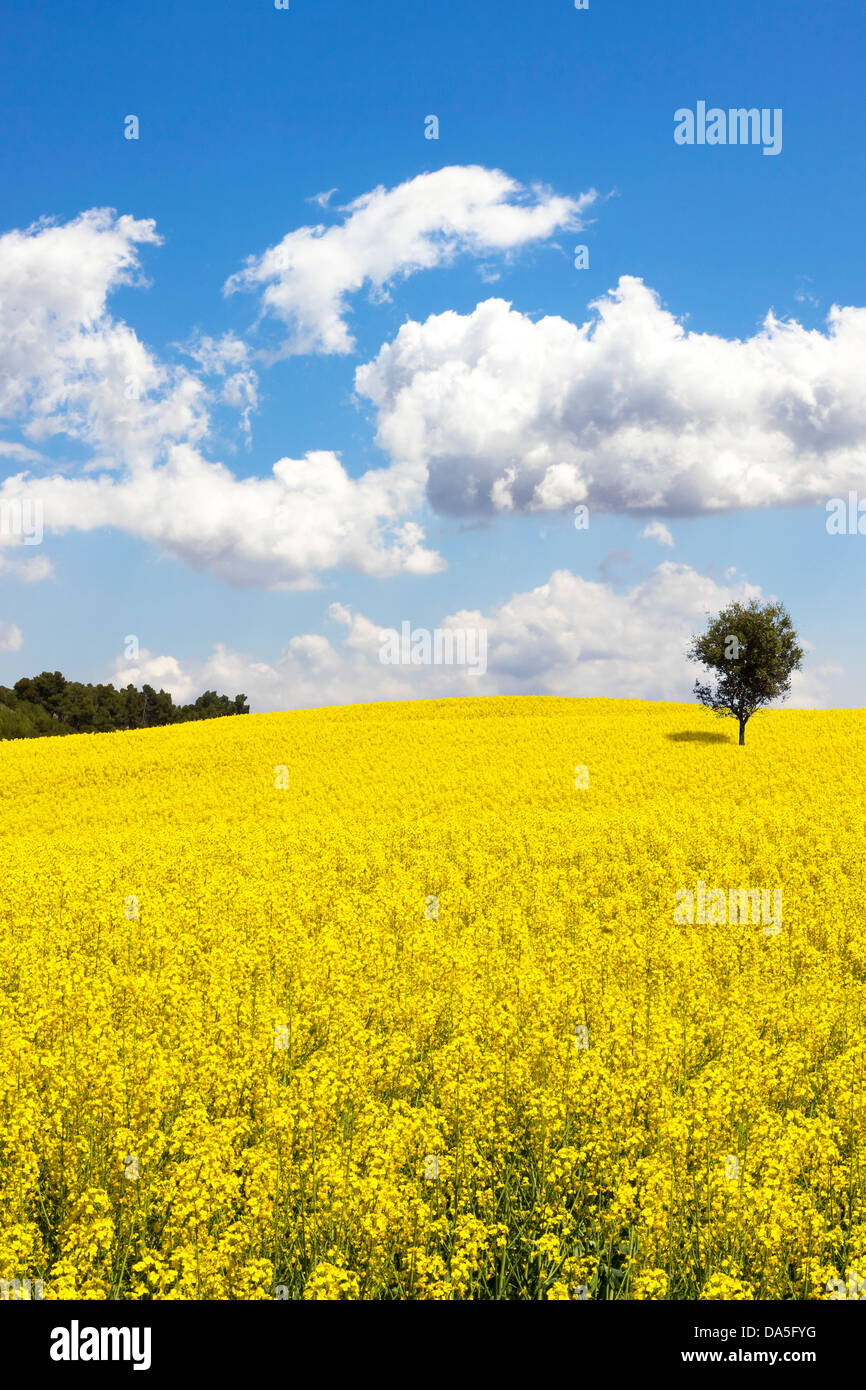 Rapeseed field landscape Stock Photo - Alamy