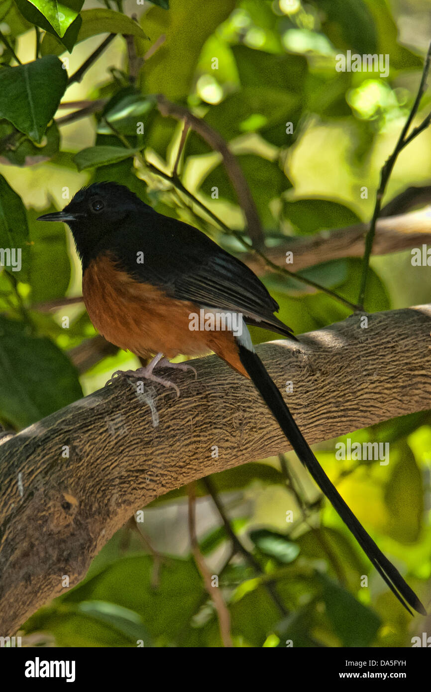 Shama bird hi-res stock photography and images - Alamy