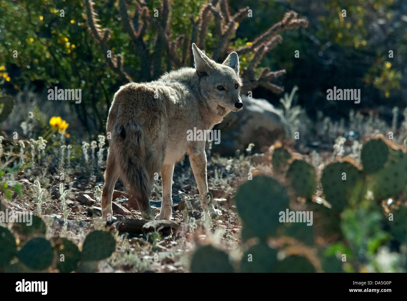 Arizona coyote animal hi-res stock photography and images - Alamy