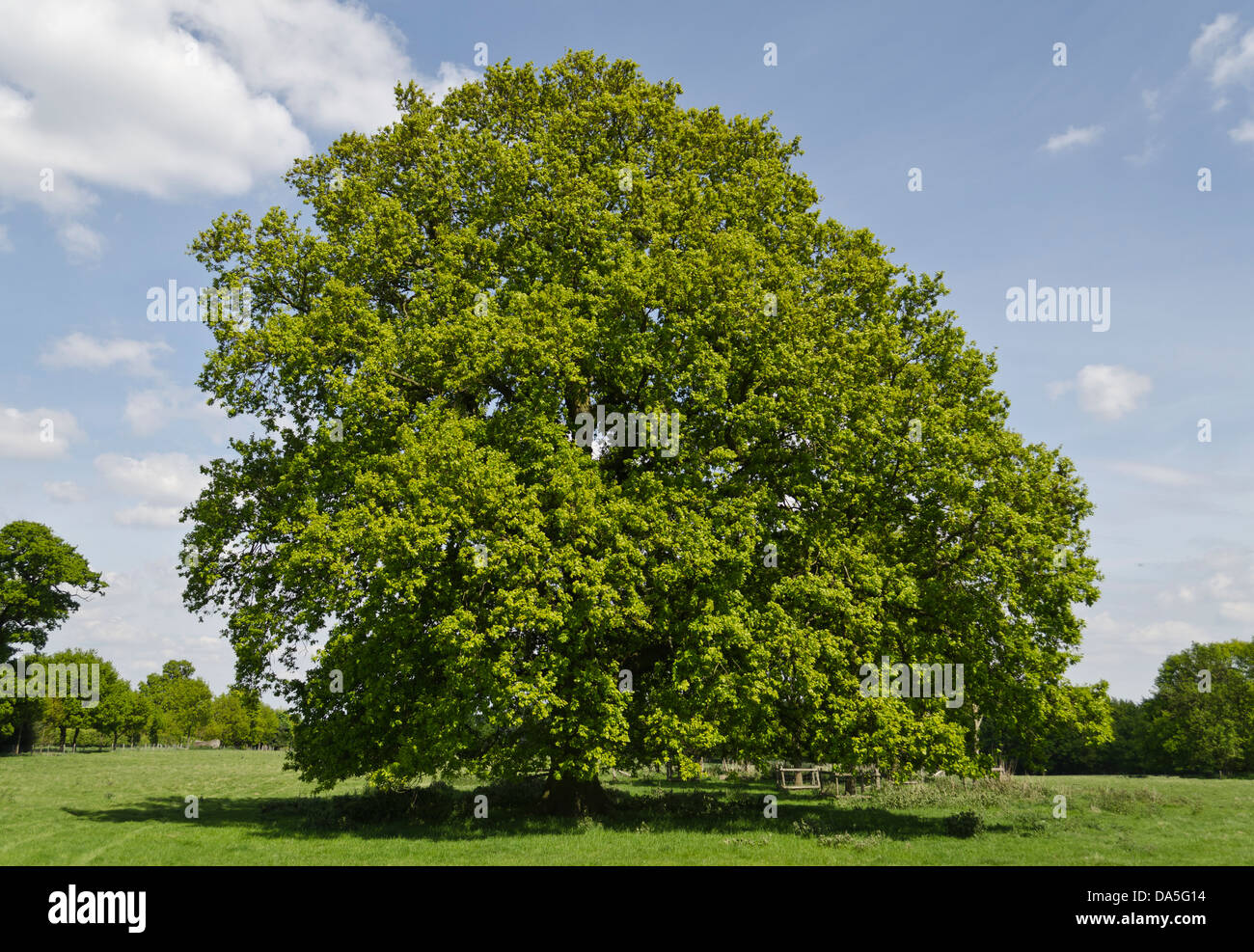 Lager English oak tree Stock Photo - Alamy