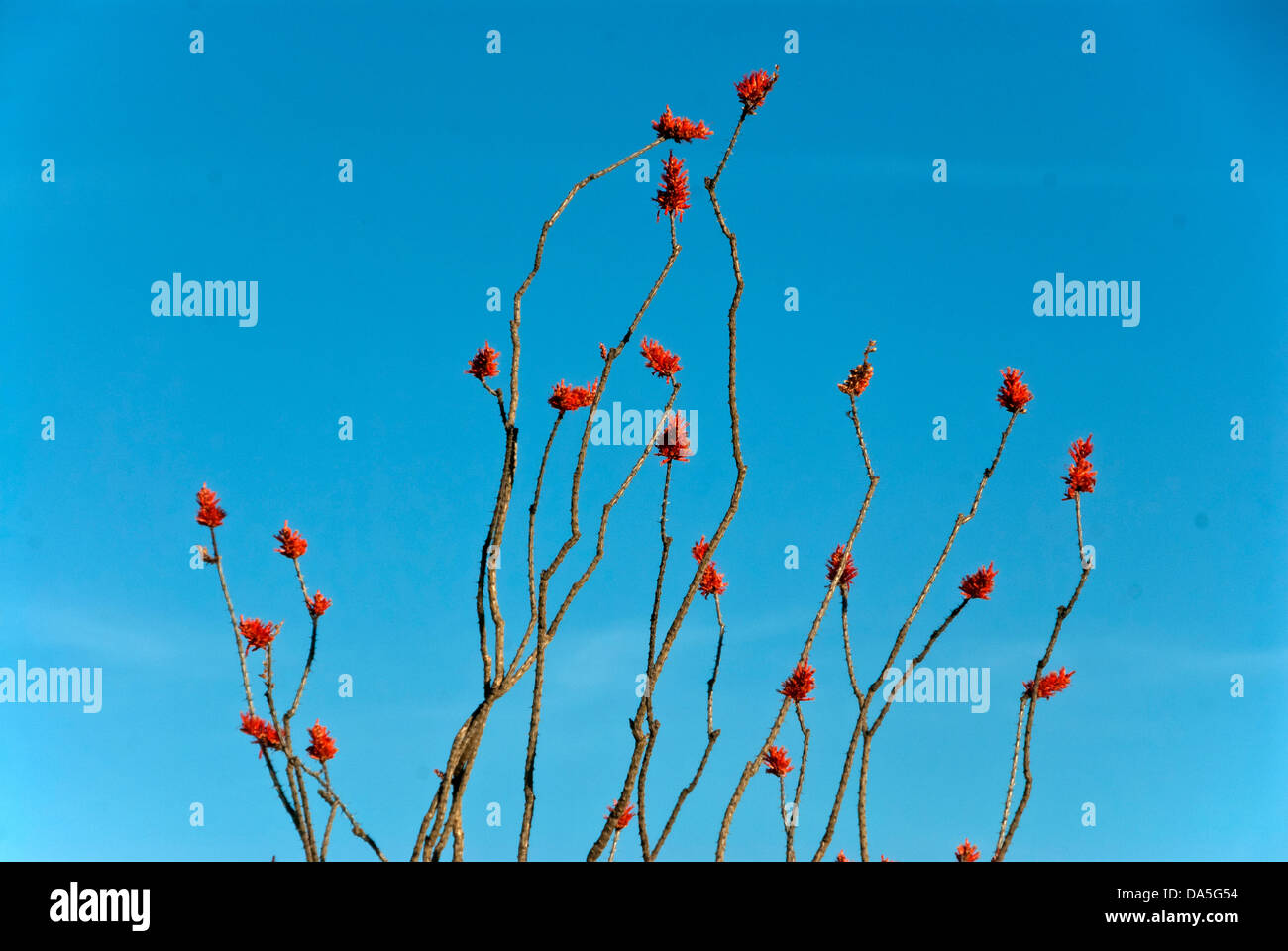 blooming ocotillo, Arizona, ocotillo, cactus, USA, United States ...