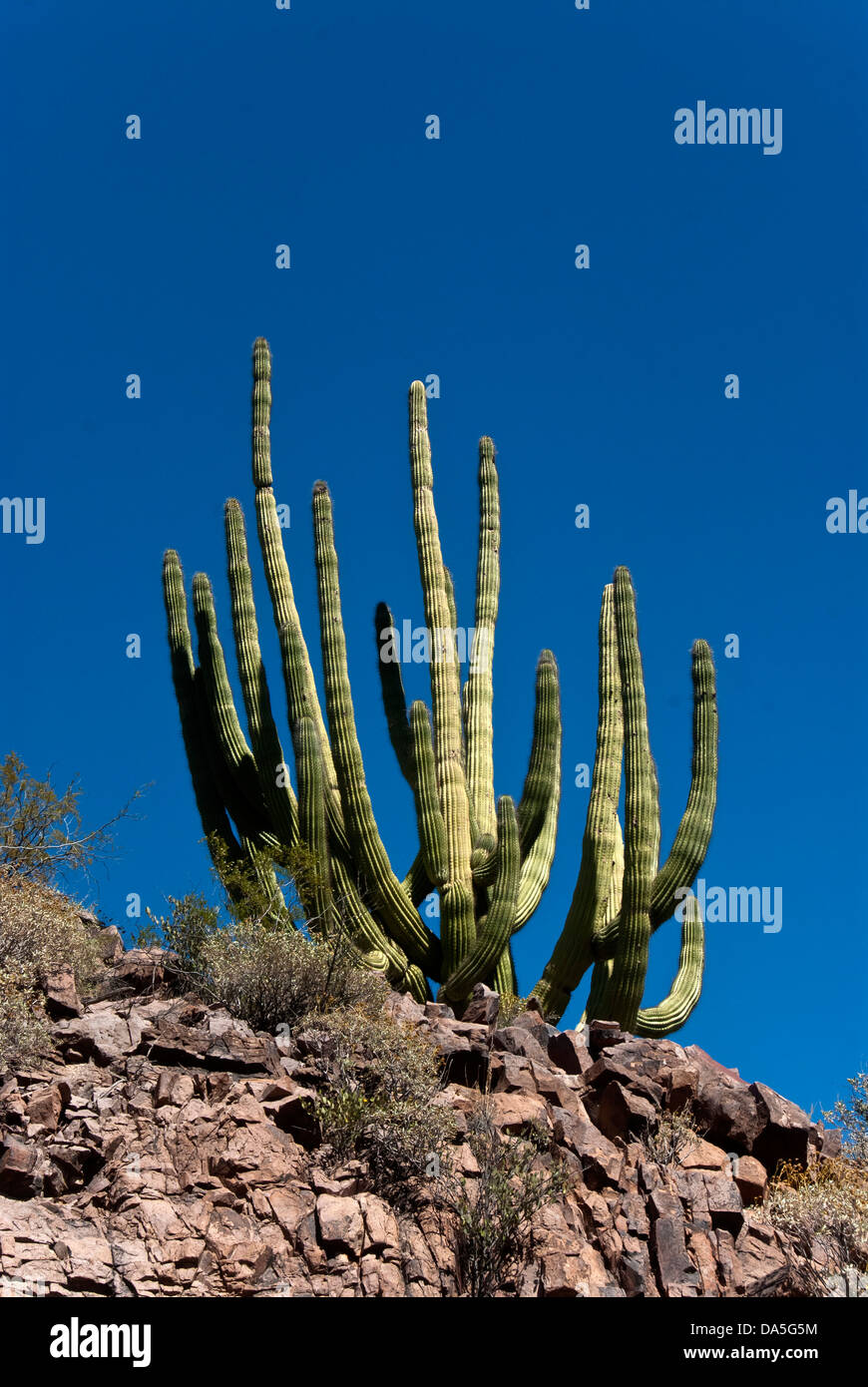 organ pipe cactus, stenocereus thurberi, Sonora, desert, Arizona, USA ...