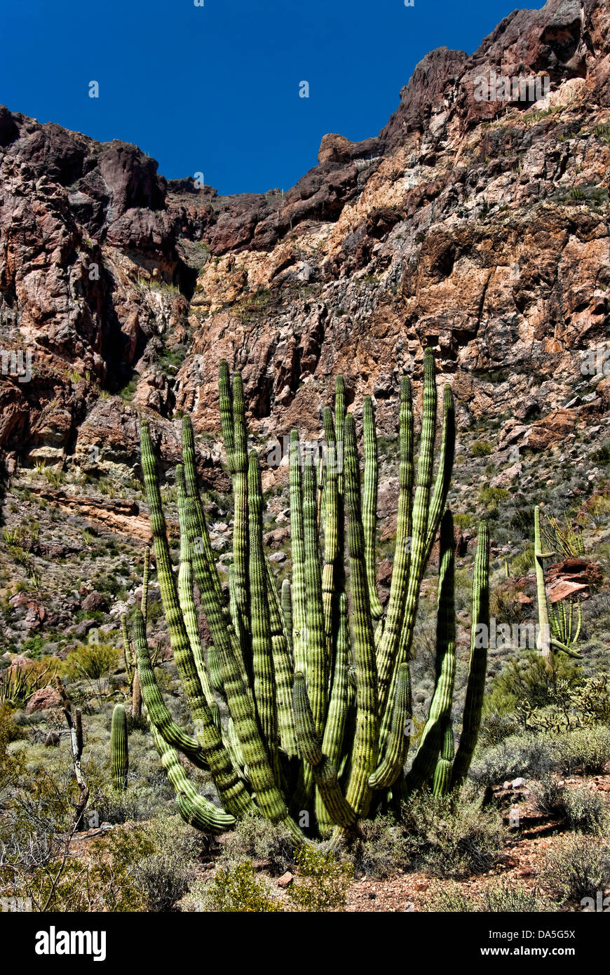 organ pipe cactus, stenocereus thurberi, Sonora, desert, Arizona, USA ...