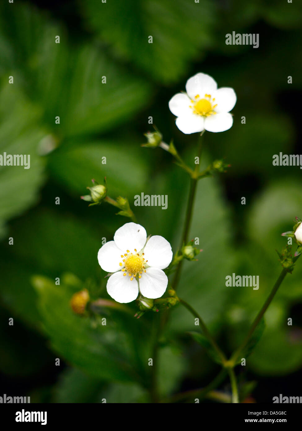 Wild strawberry flowers Fragaria vesca Stock Photo - Alamy