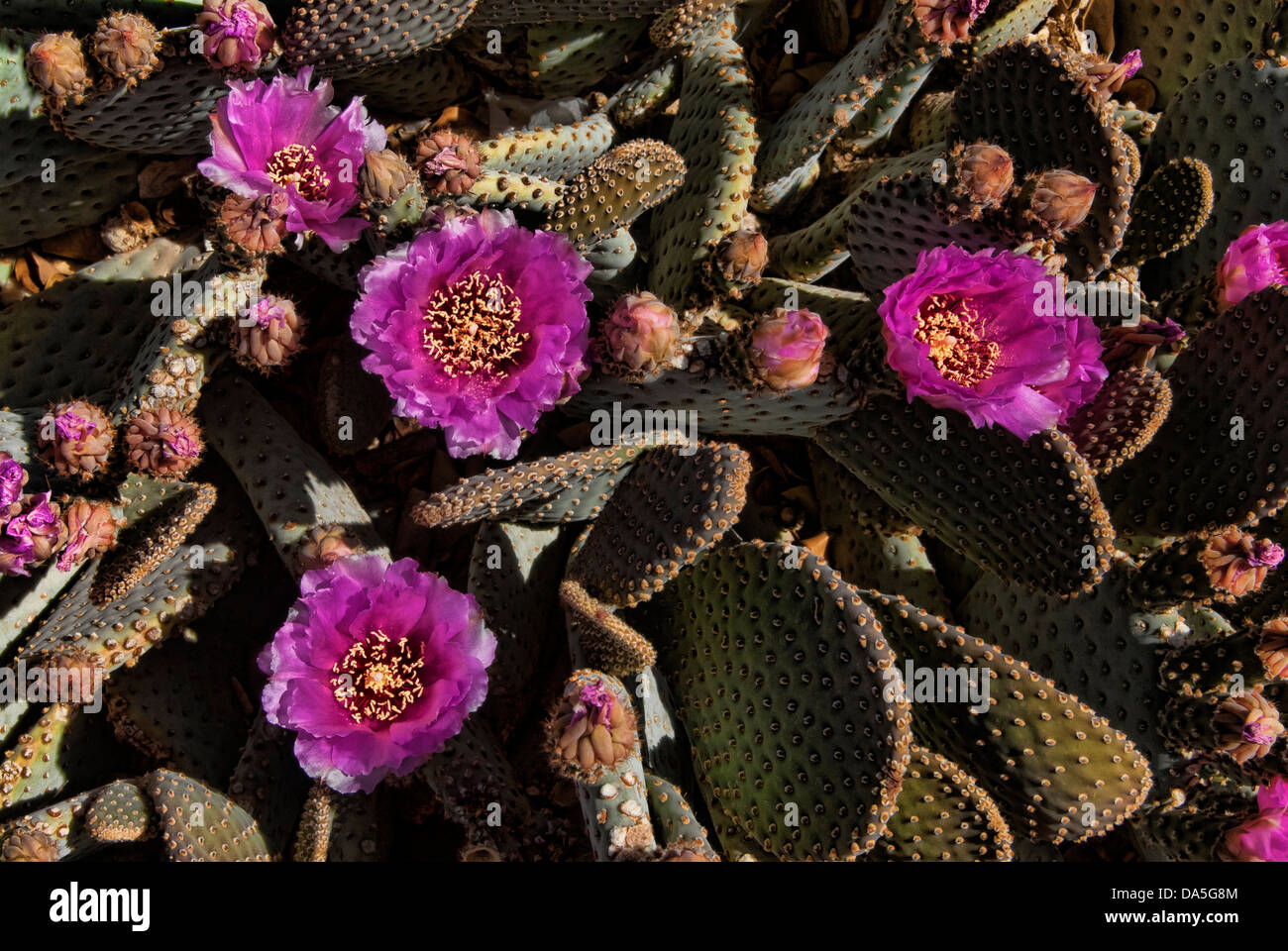 beavertail cactus, blooming, Arizona, USA, United States, America ...