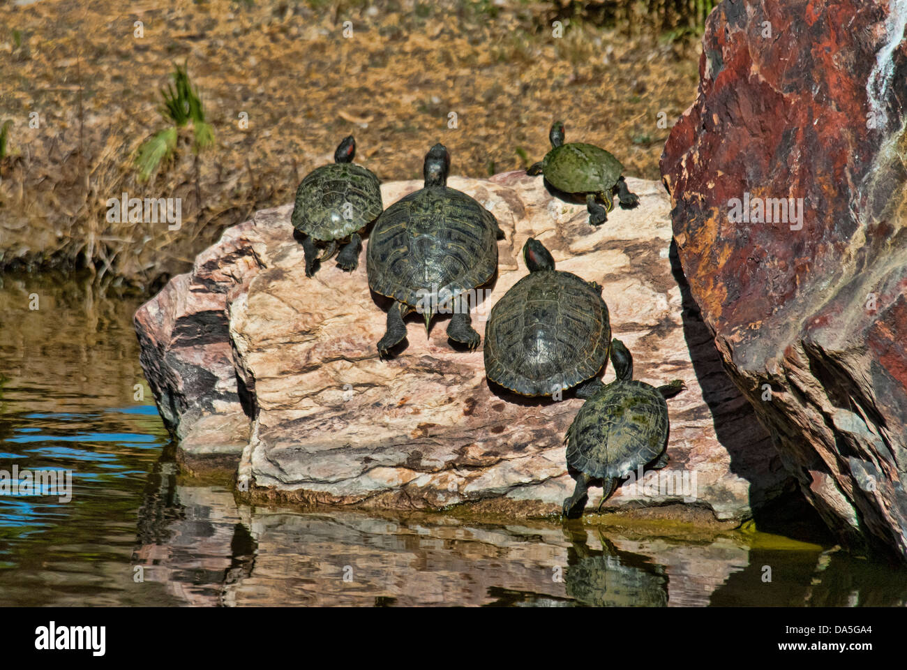 turtles, phoenix zoo, Arizona, USA, United States, America, animals ...