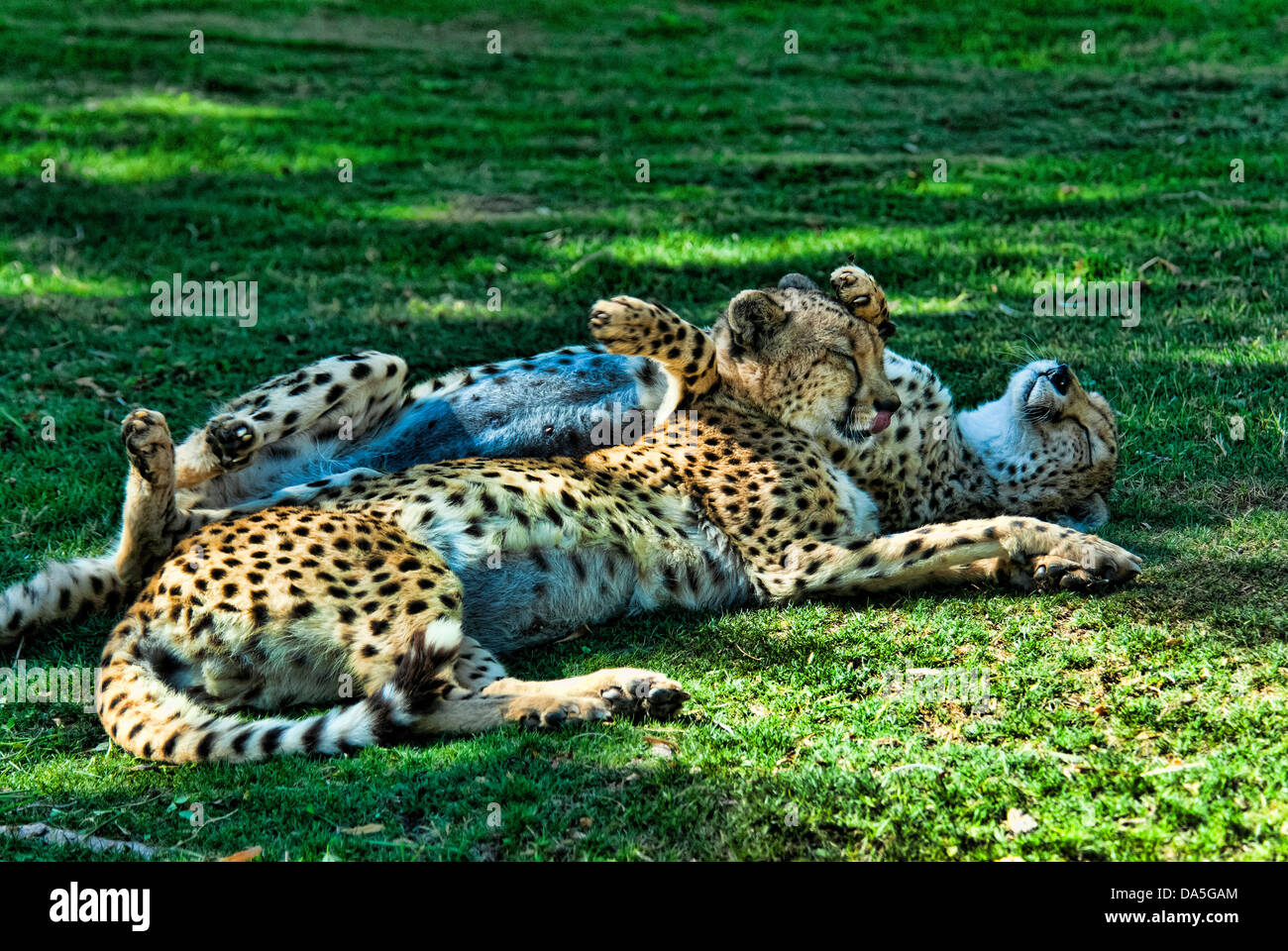 cheetah, acinonyx jubatus, hunting leopard, animal, USA, United States ...