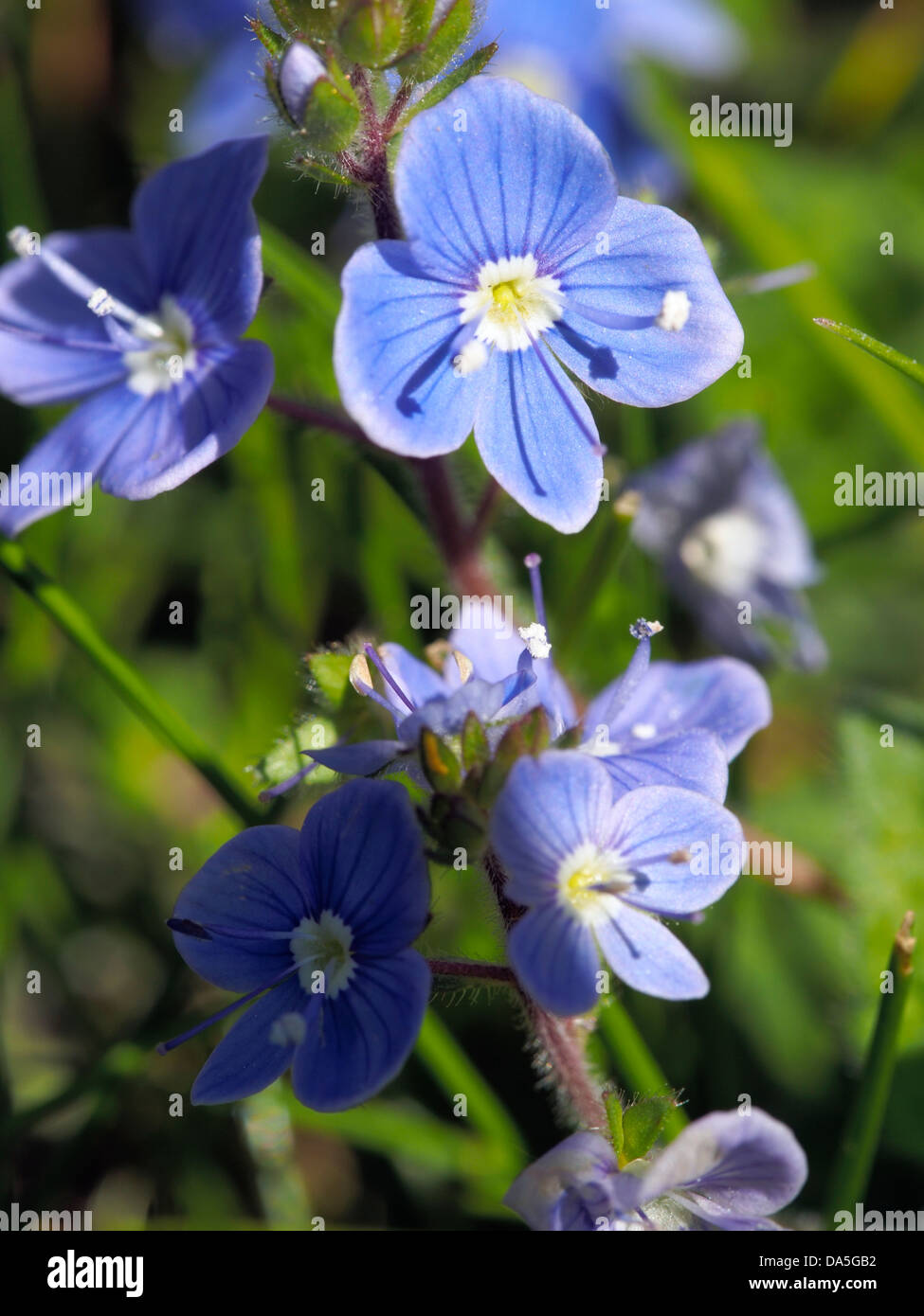 Germander speedwell Veronica chamaedrys Stock Photo - Alamy
