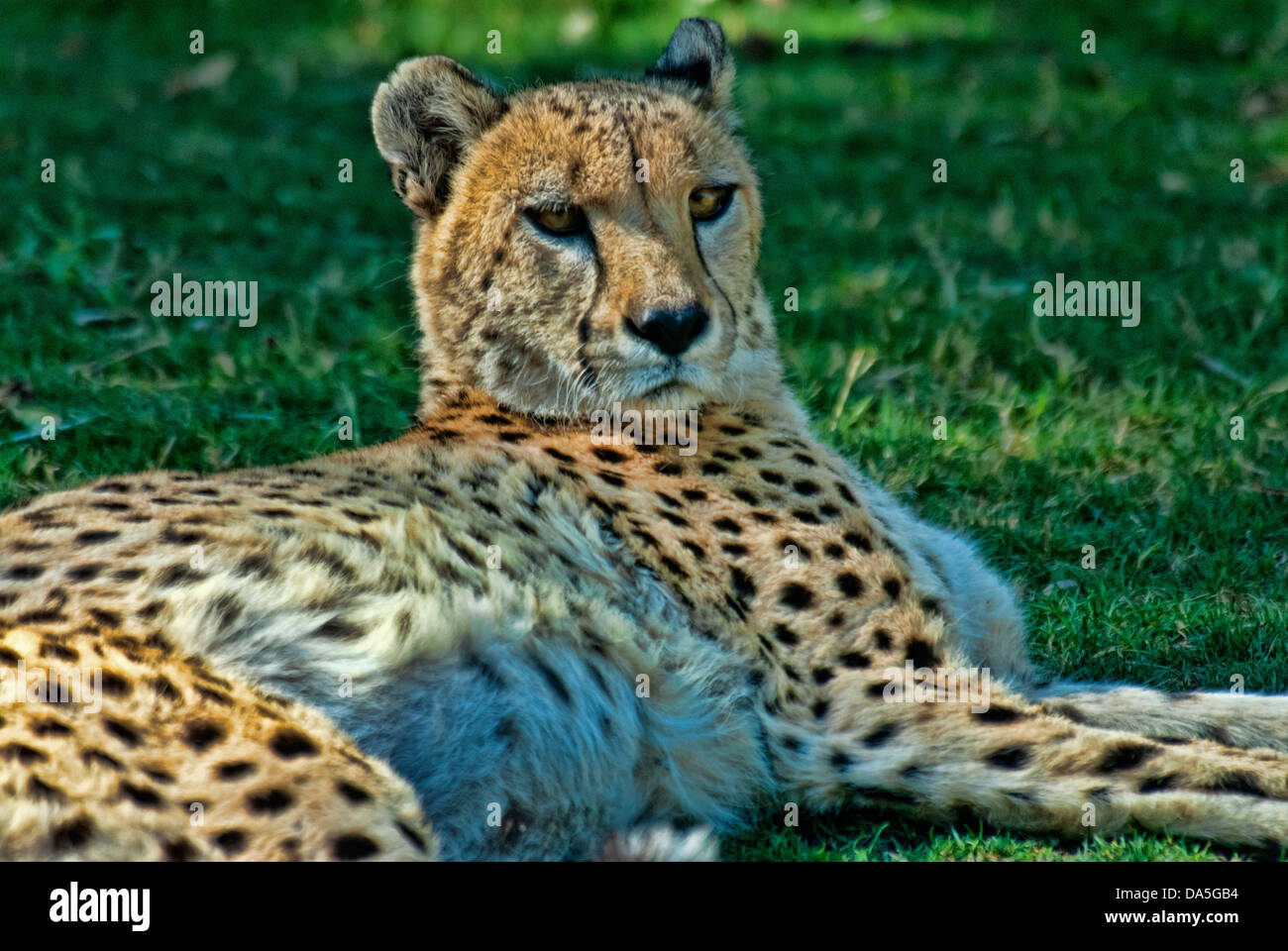 cheetah, acinonyx jubatus, hunting leopard, animal, USA, United States ...