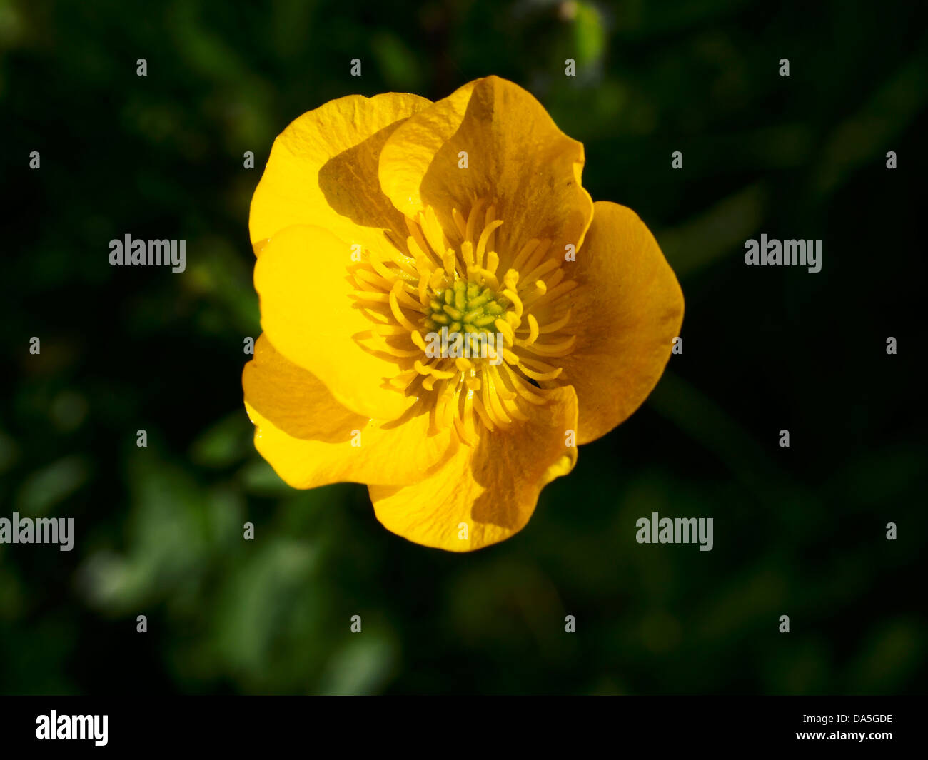 Buttercup flower hi-res stock photography and images - Alamy