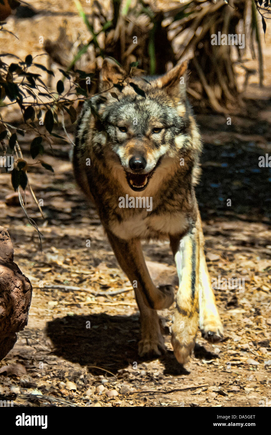 Mexican wolf, canis lupus baileyi, wolf, animal, USA, United States ...