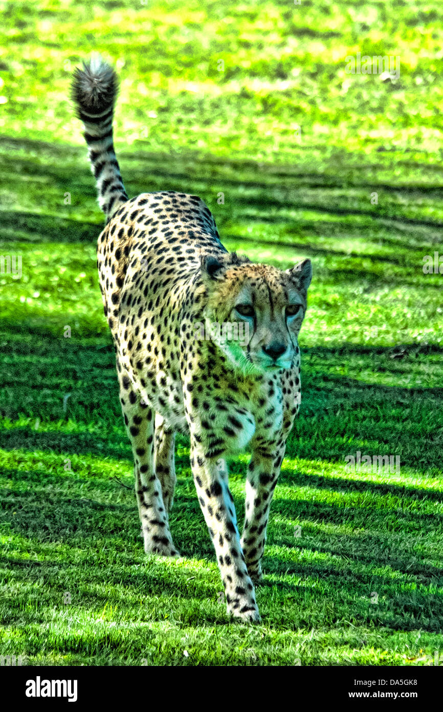 Leopard cheetah hi-res stock photography and images - Alamy