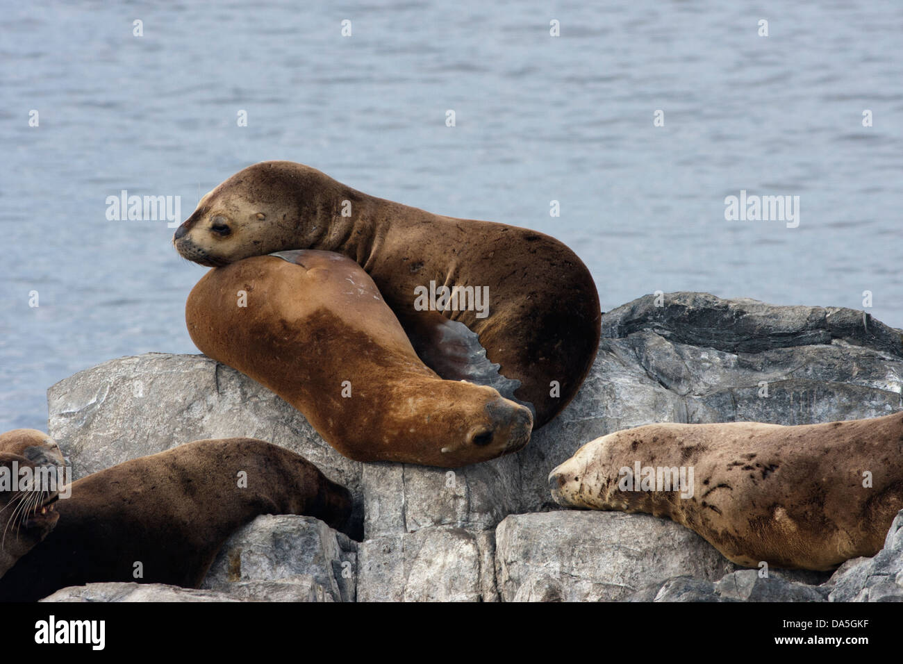 Seals on an islet in the Beagle Channel Stock Photo - Alamy