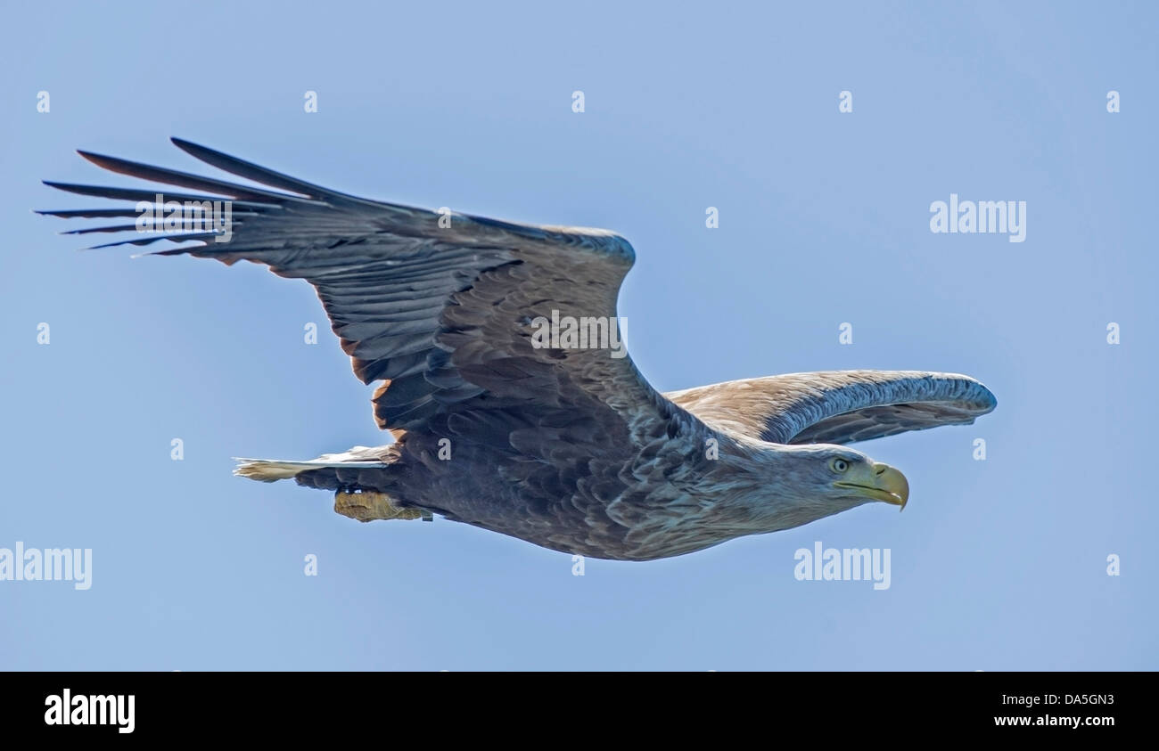 Scottish white tailed fish eagle hi-res stock photography and images ...