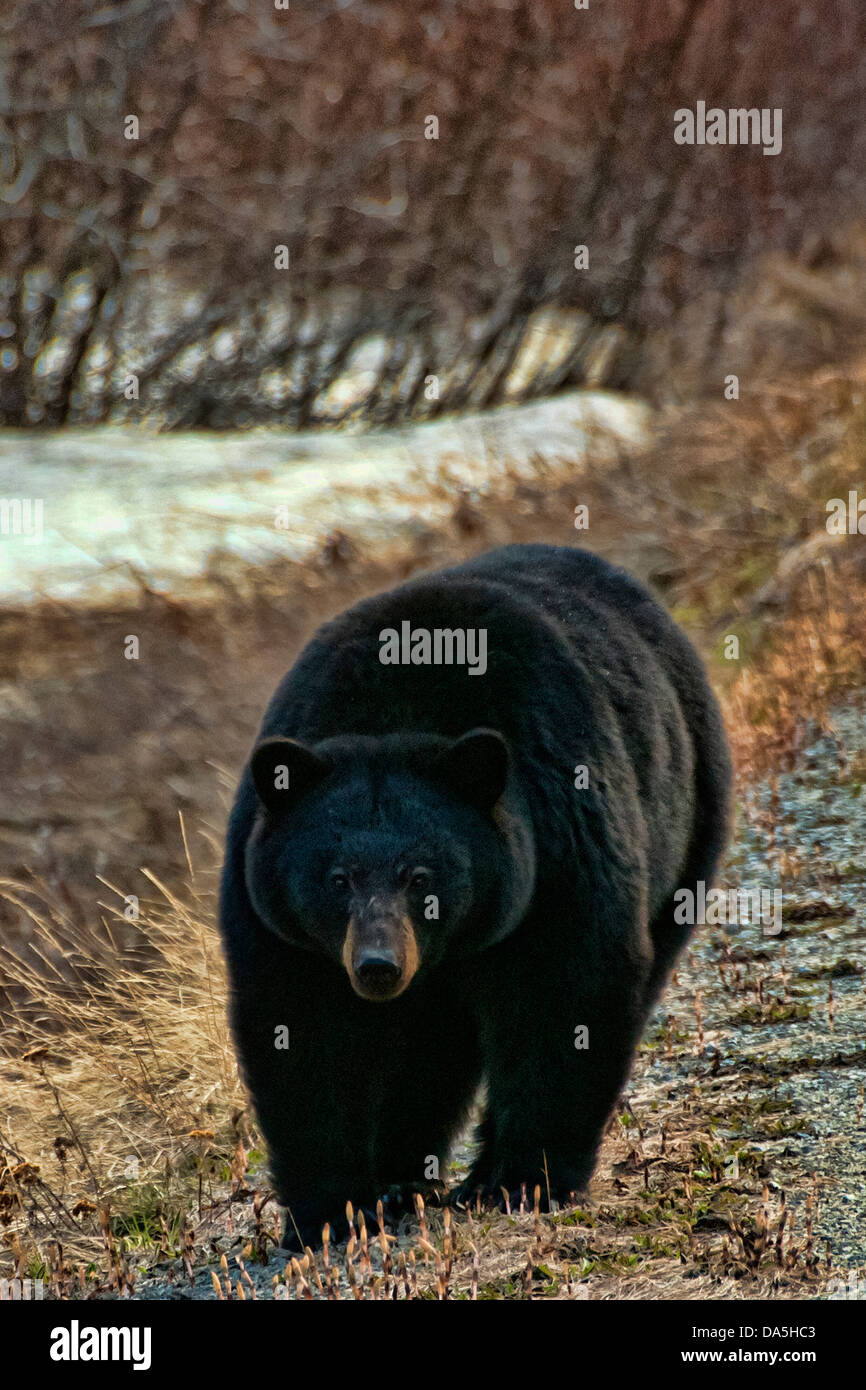 British columbia canada bear hi-res stock photography and images - Alamy