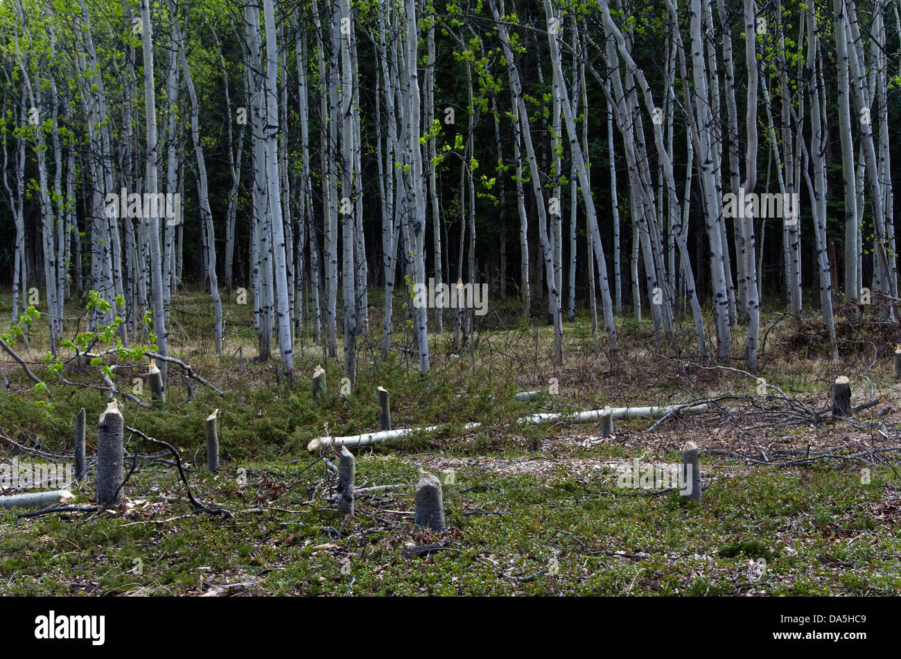 Aspen tree hi-res stock photography and images - Alamy
