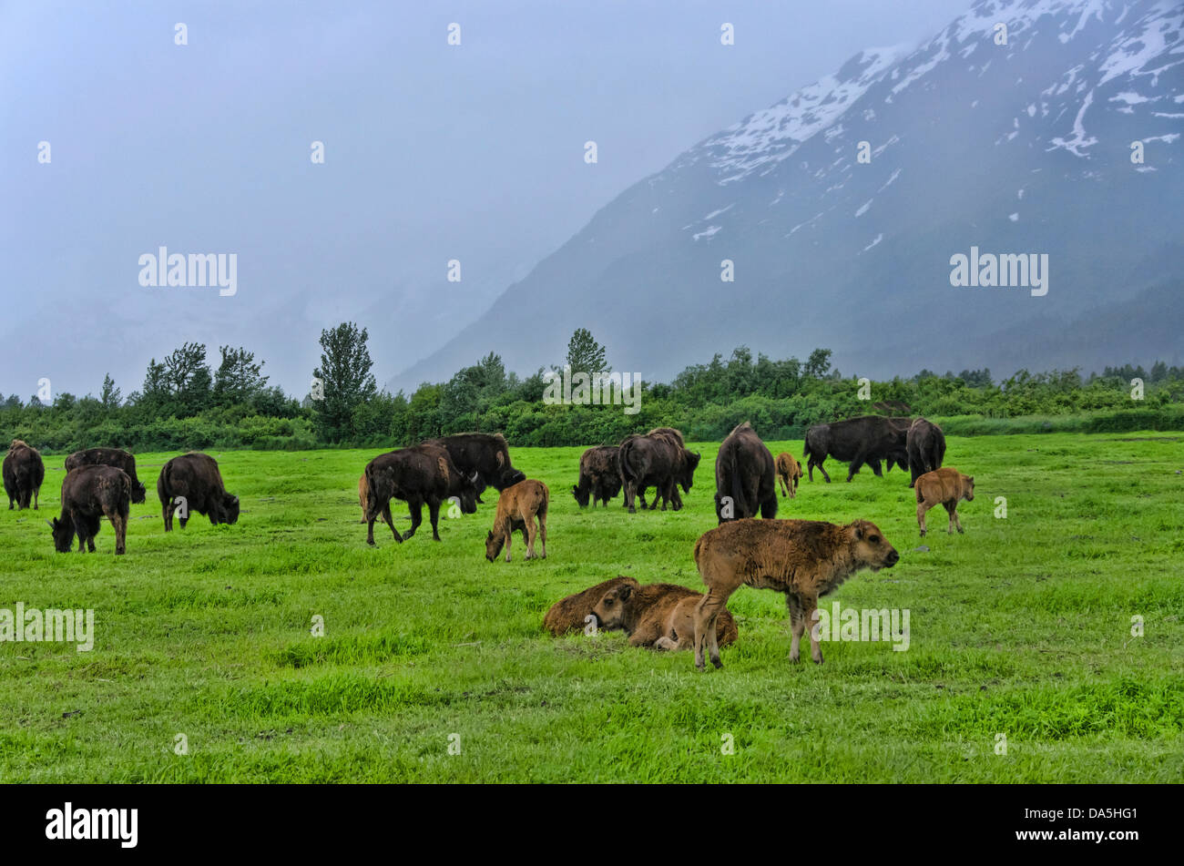 wood buffalo babies, bison bison athabascae, Alaska, wildlife ...