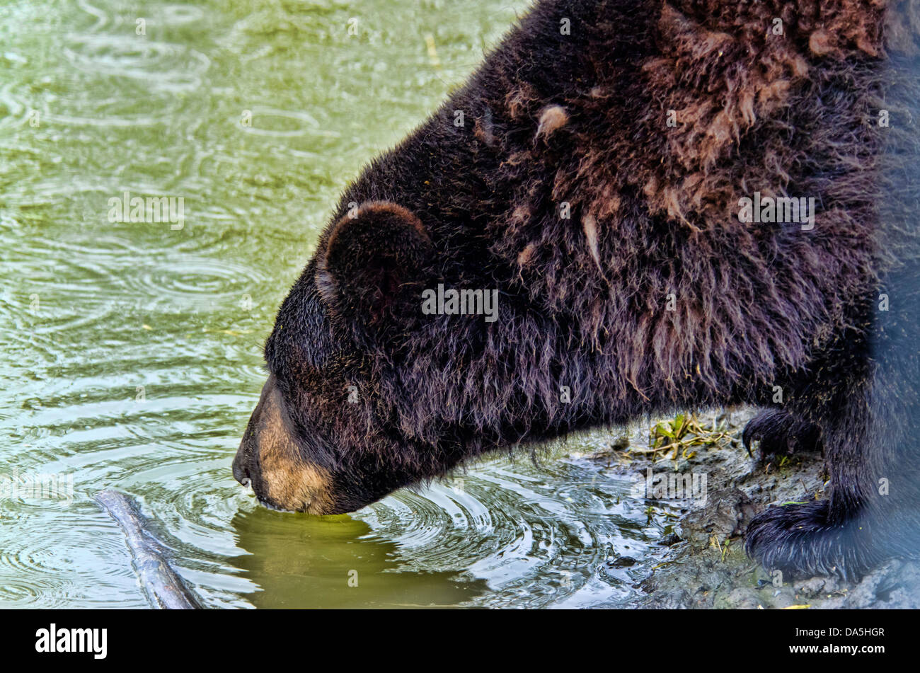black bear, ursus americanus, bear, USA, United States, America, animal ...