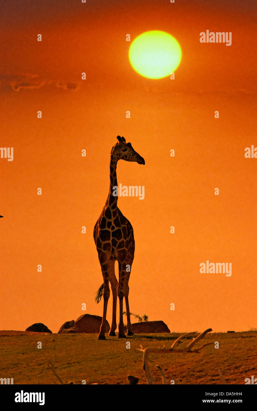 reticulated giraffe, giraffa reticulata, giraffe, USA, United States ...