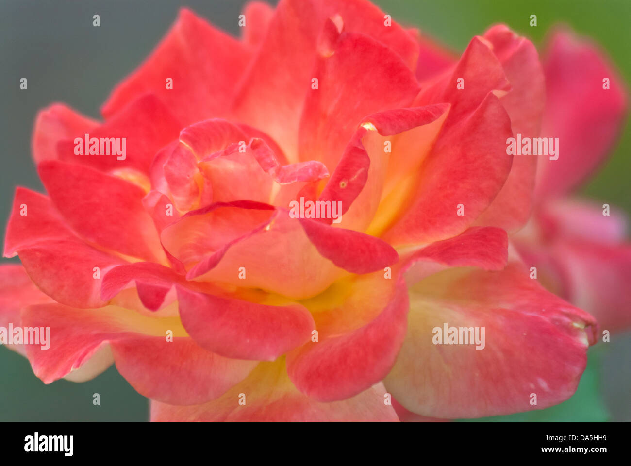rose, Arizona, flower, red, USA, United States, America, blossom Stock ...