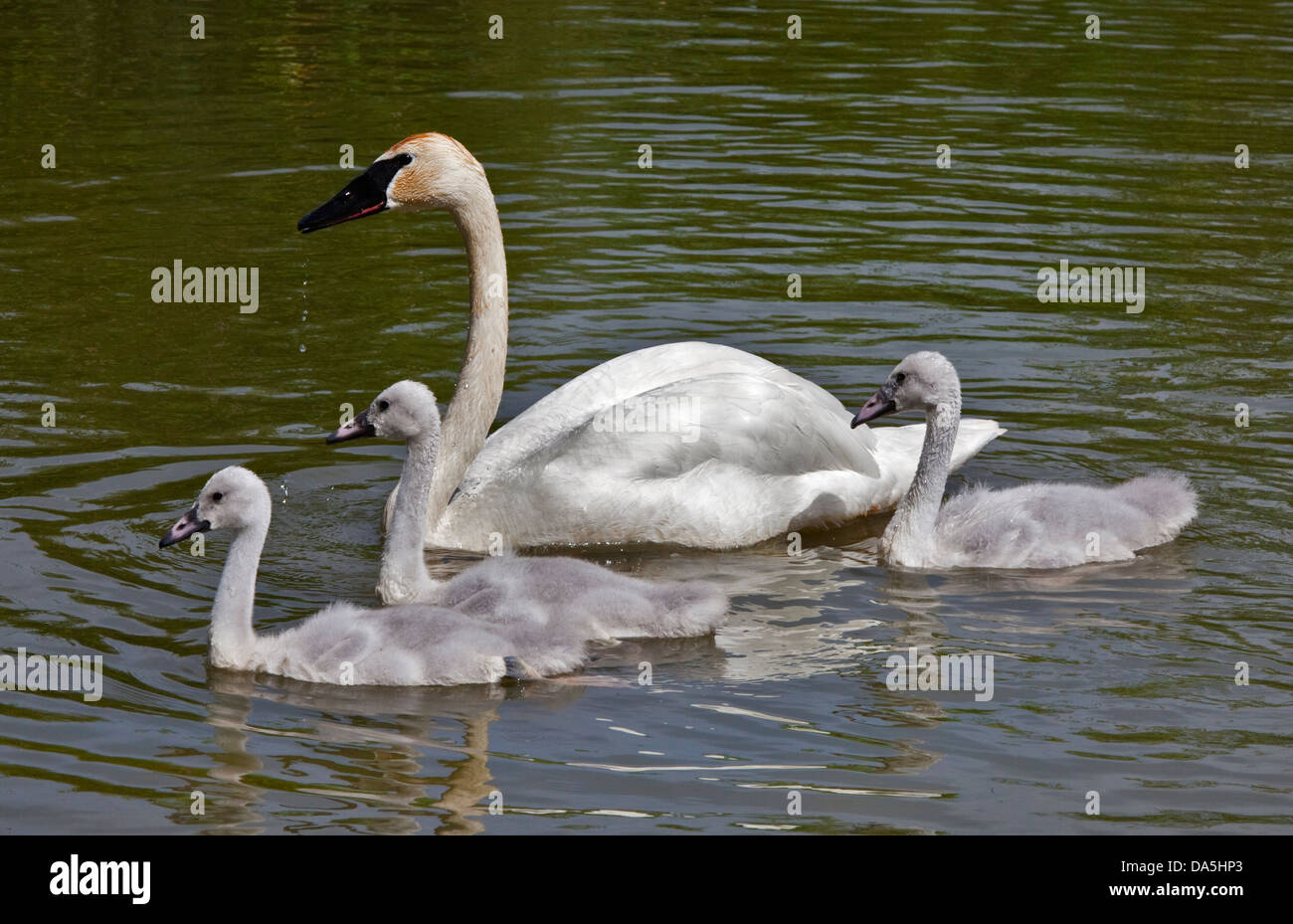 Immature trumpeter swans hi-res stock photography and images - Alamy