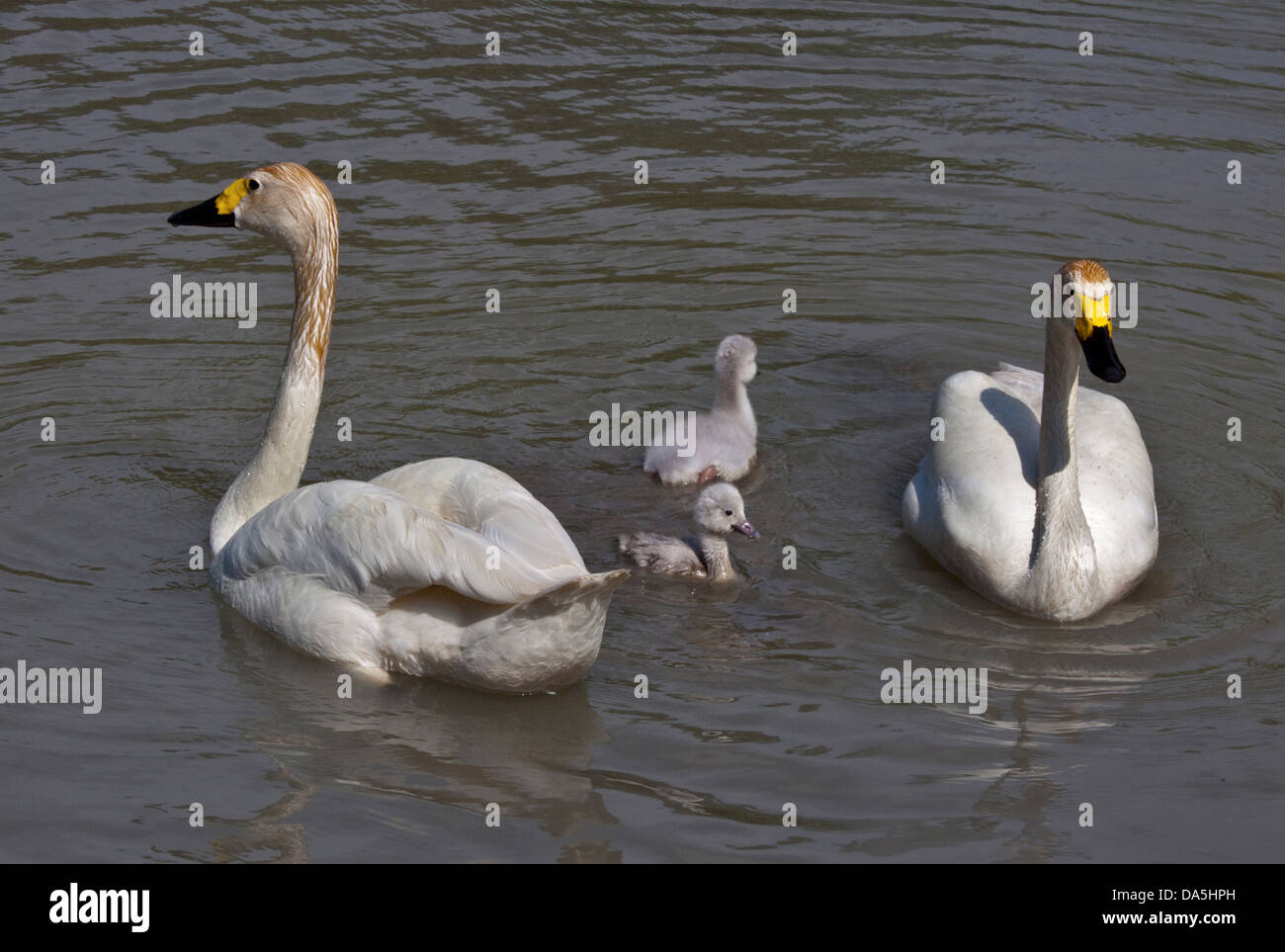 Cygnus Columbianus Cygnet High Resolution Stock Photography and Images ...