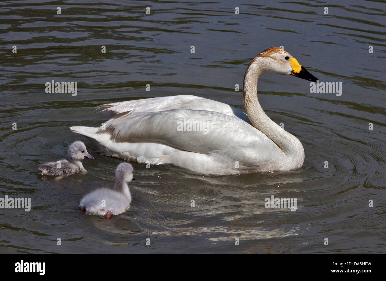Cygnus columbianus hi-res stock photography and images - Alamy