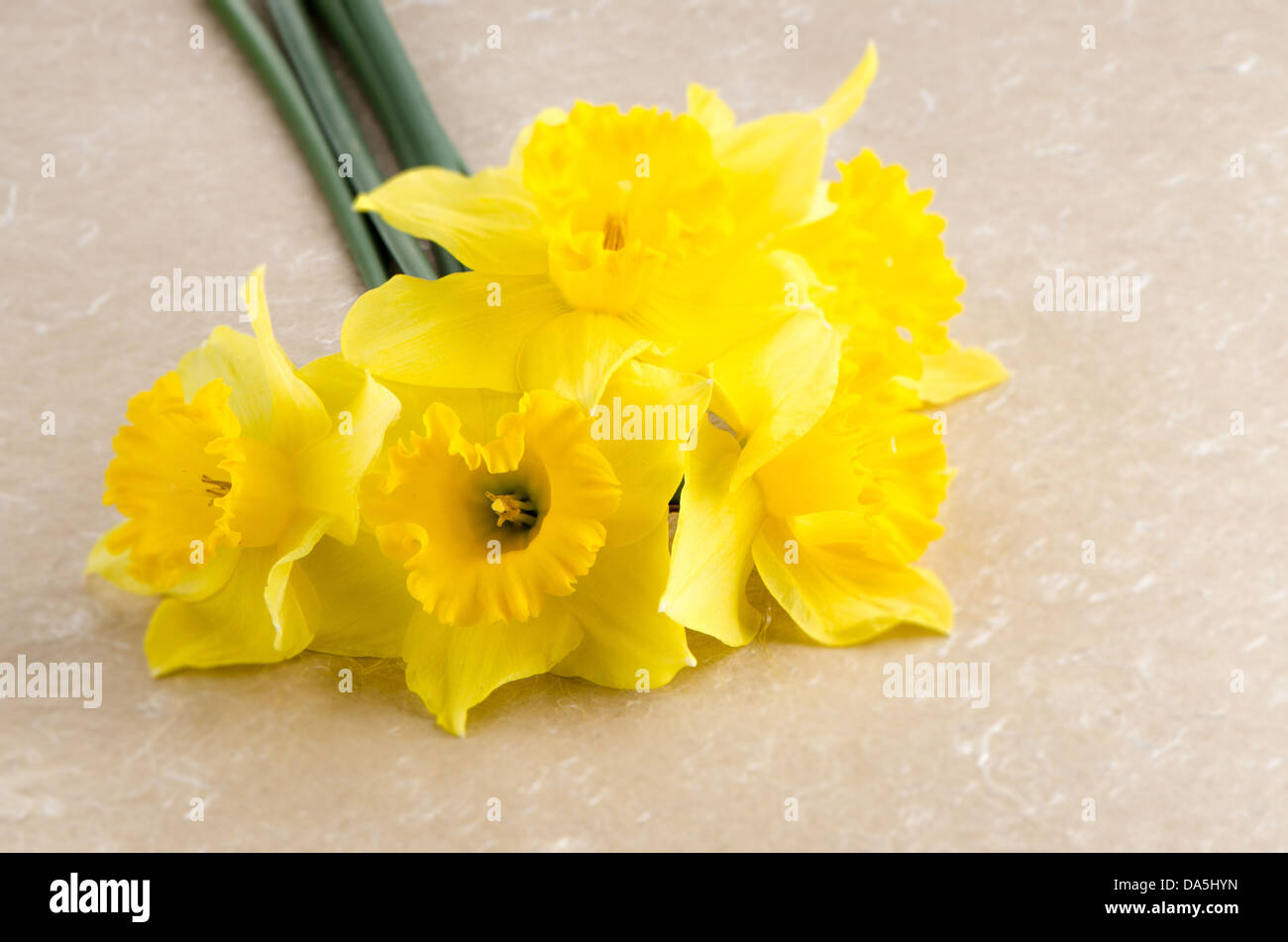 Yellow jonquil flowers on paper background Stock Photo - Alamy