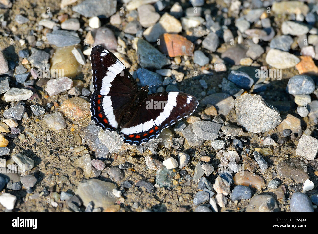 A dark colored butterfly insect Stock Photo - Alamy