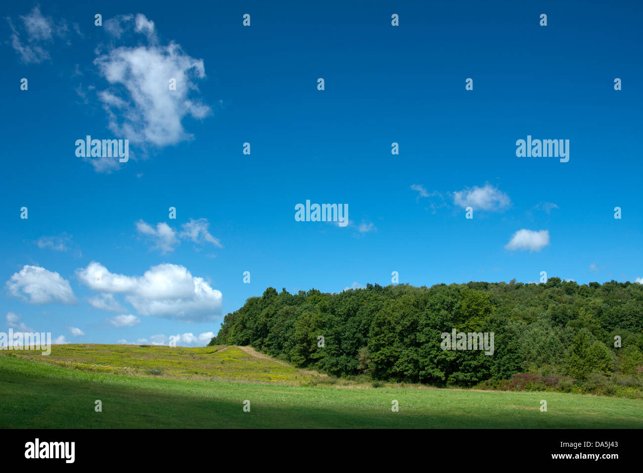 TREES ON HILL WITH GREEN GRASS JEFFERSON COUNTY PENNSYLVANIA USA Stock ...