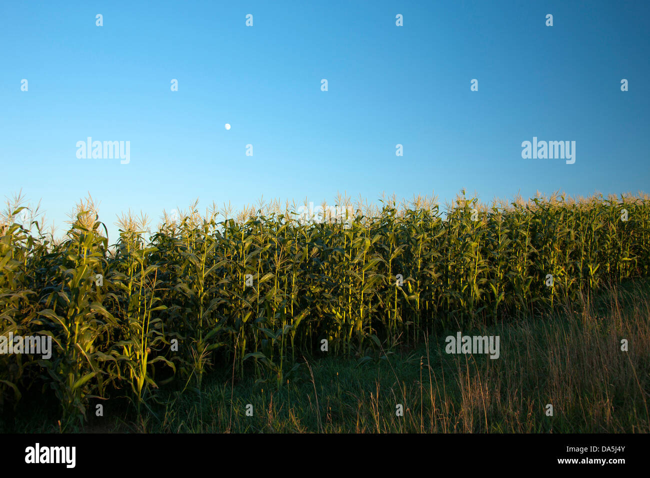 RIPE CORN STALKS CORNFIELD JEFFERSON COUNTY PENNSYLVANIA USA Stock ...