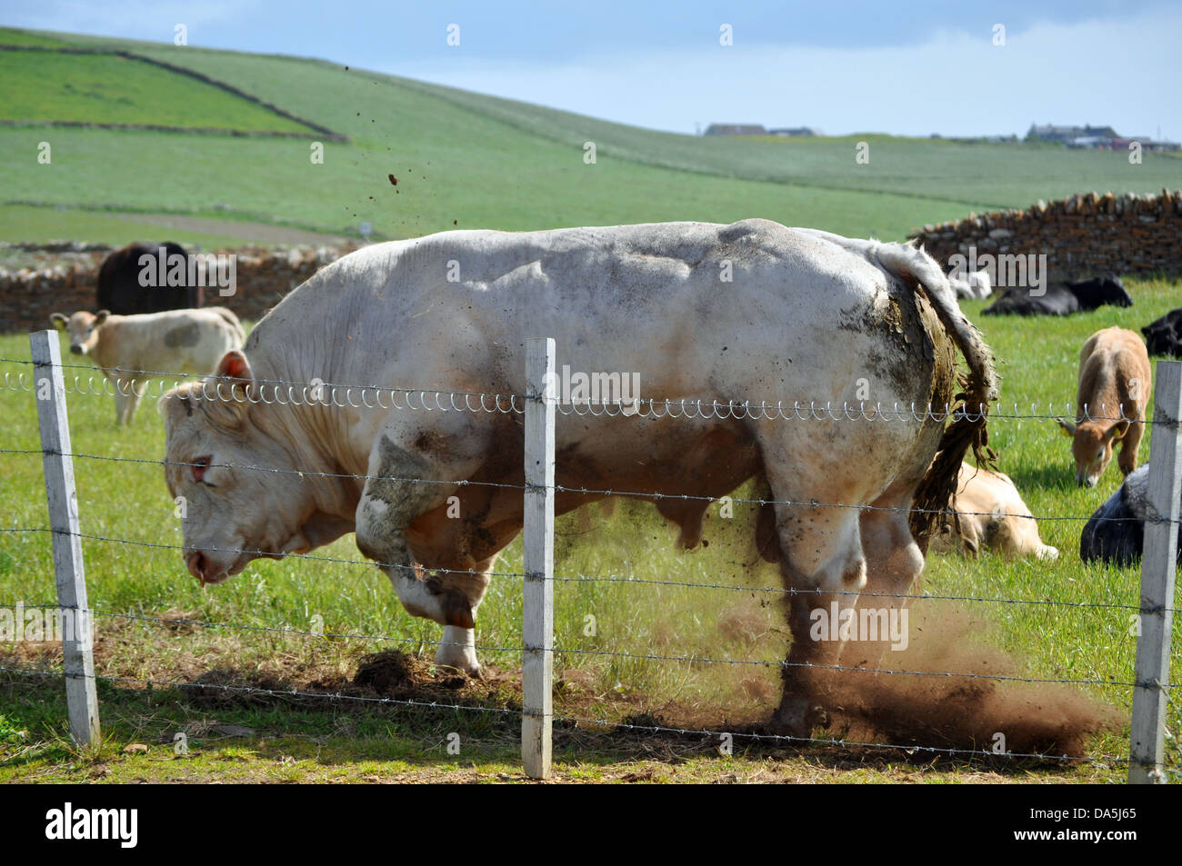 Bull pawing hi-res stock photography and images - Alamy