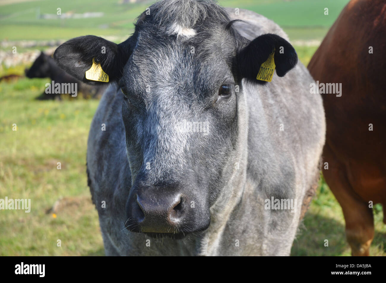 Cows in a field near Stromness, Orkney Islands Stock Photo - Alamy