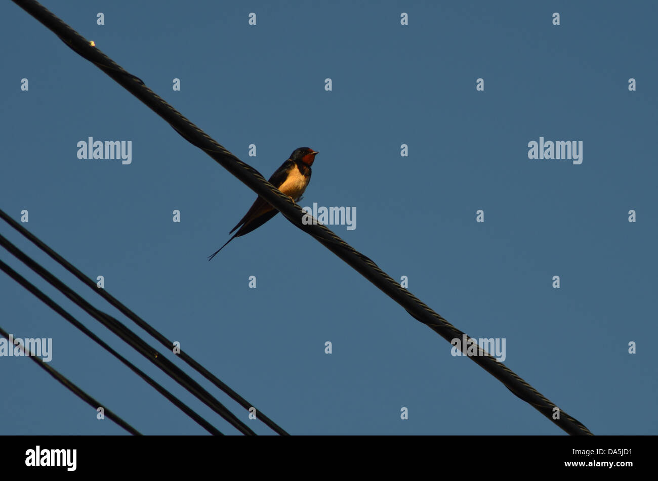 swallow over a wire at the sunset Stock Photo - Alamy