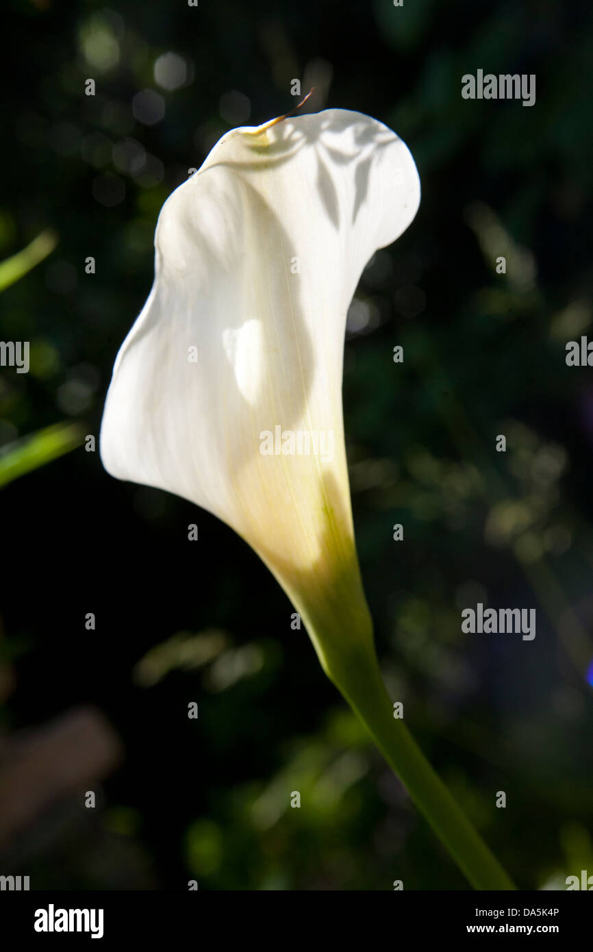 White Calla Lily flower growing in an Irish garden Stock Photo - Alamy