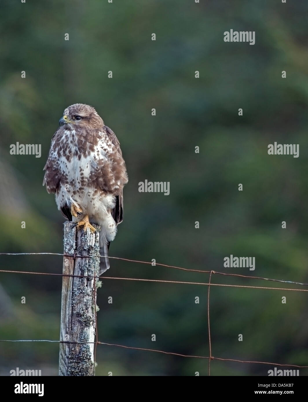 Buteo buteo, Common Buzzard resting on a post during the early evening ...