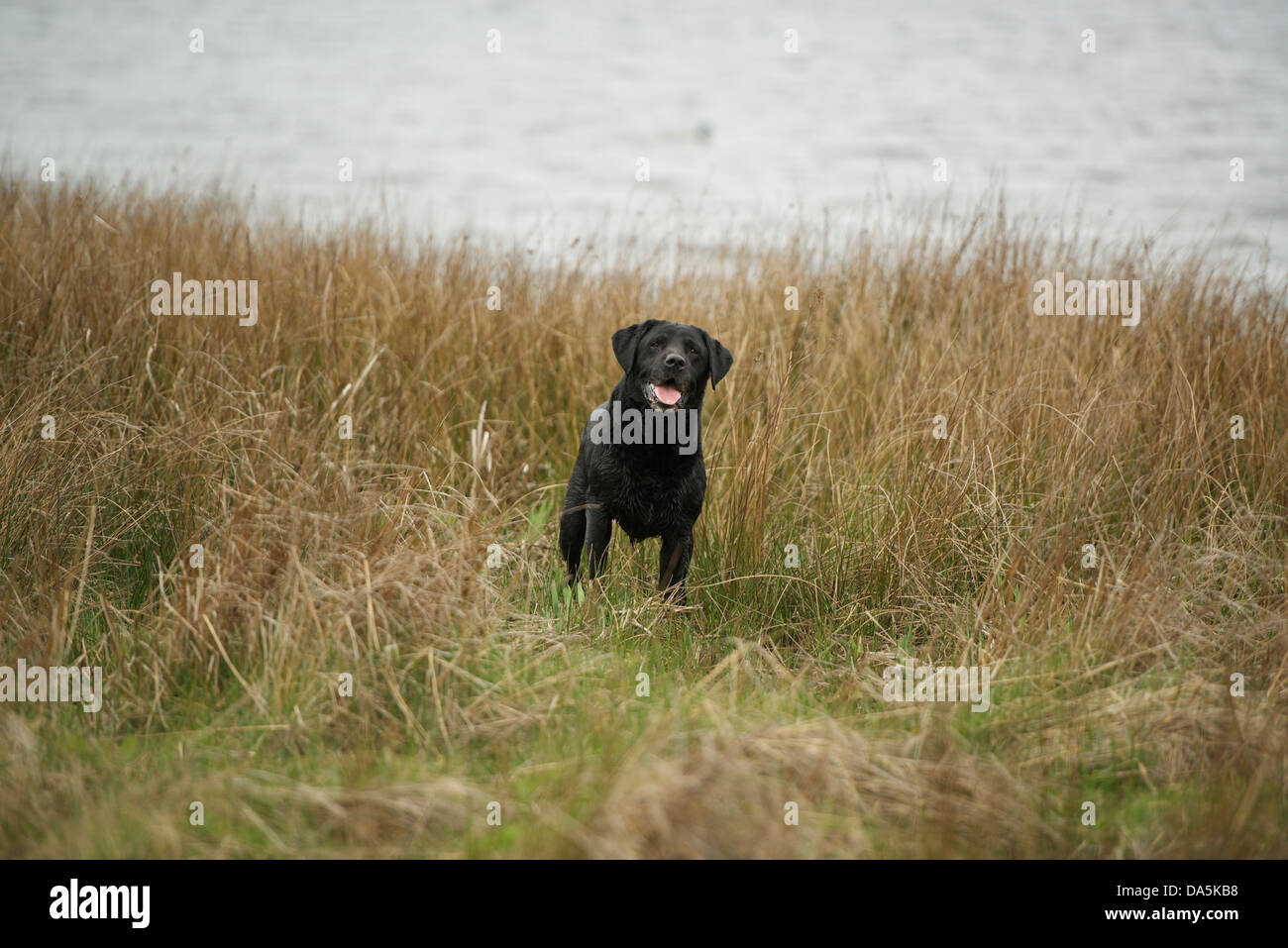 Old black Labrador waiting for a command Stock Photo - Alamy