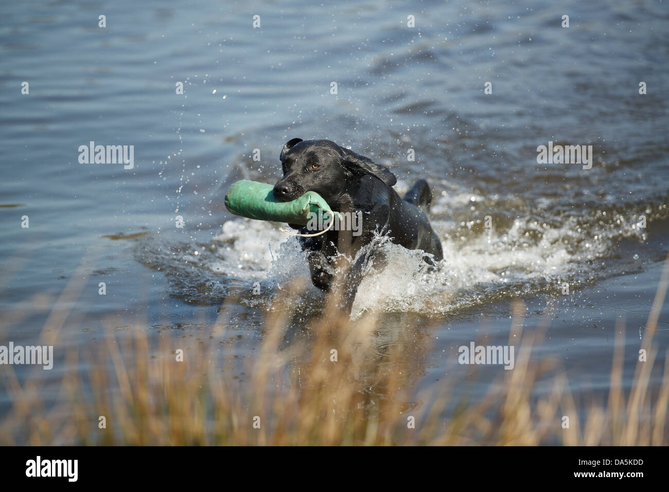 labrador retrieves floating dummy from pond Stock Photo - Alamy