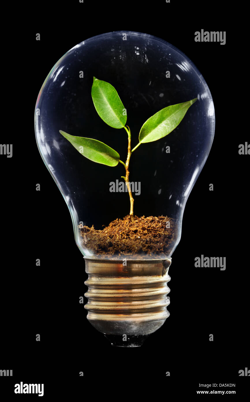 Sprout hi-res stock photography and images - Alamy