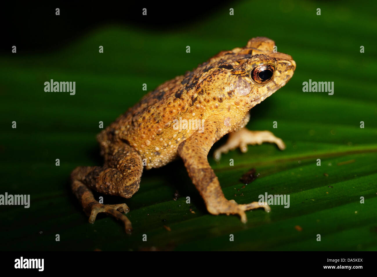 Bufo Ingerophrynus divergens crested toad borneo Stock Photo - Alamy