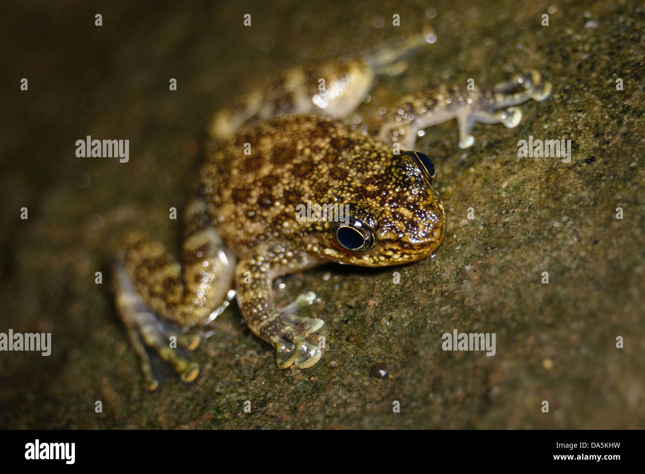 Amolops hongkongensis in Hong Kong and Guangdong China Stock Photo - Alamy