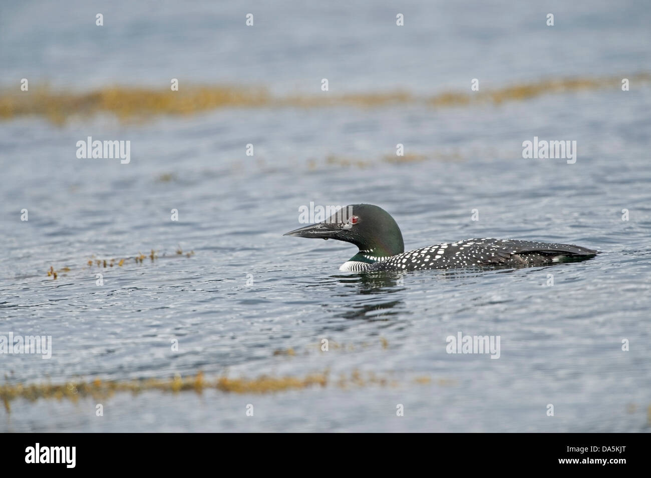 Gavia immer, Great Northern Diver in summer plumage swimming on Loch ...