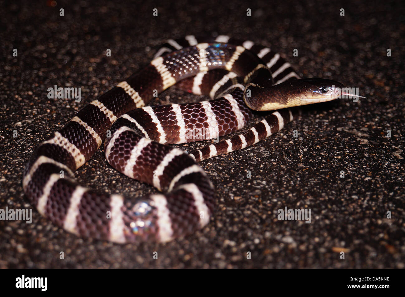 Bungarus multicinctus multicinctus hi-res stock photography and images ...